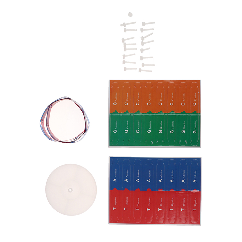 Human Genes DNA Models Double Helix Science Toys Teaching Learning ...