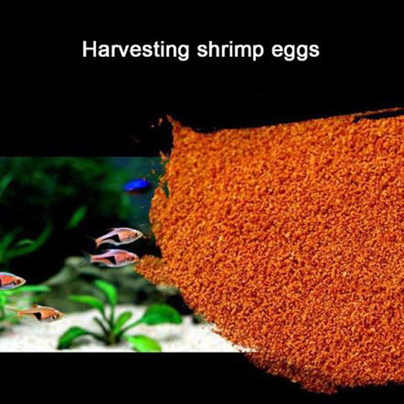 10 x uova di gamberetti che mangiano giovani pesci tropicali pesce esca nascita mangime Sb