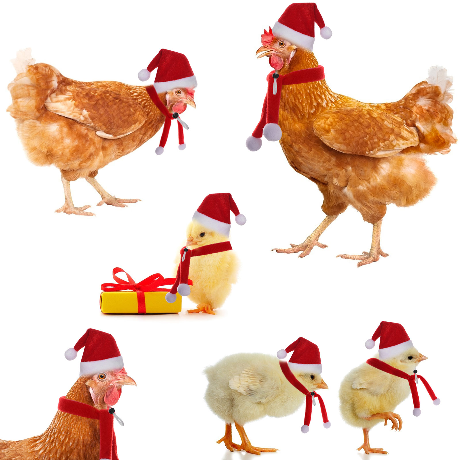 12 pièces Christmas Pet Pet Mini Christmas Craquins Set Pet Poulet Chapeaux