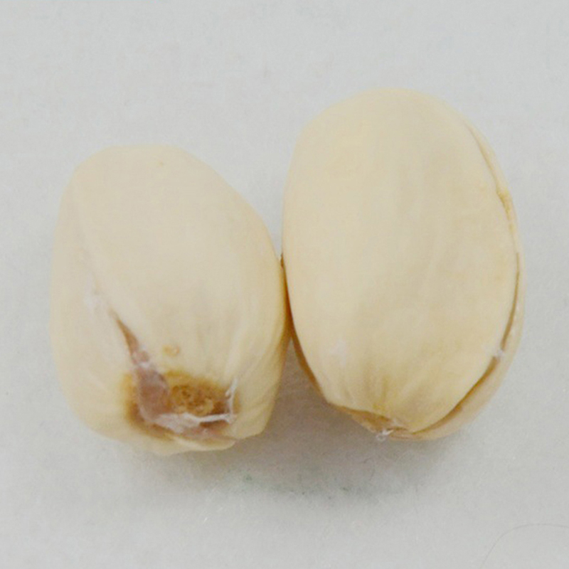 Magnetic Pistachio Nuts Through Bottle / Cup Magic Tricks Magician Close Up EI