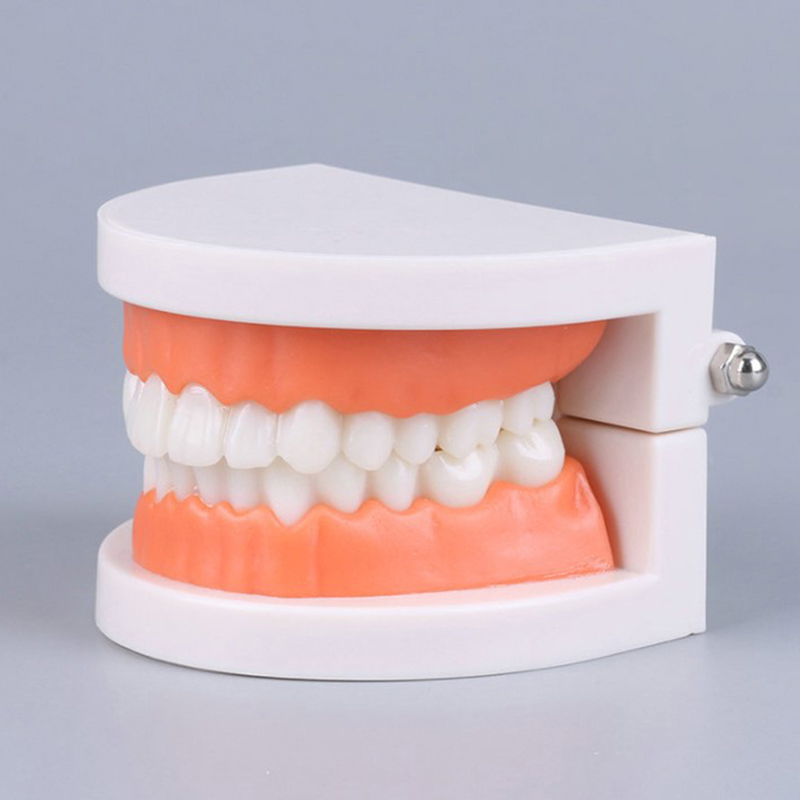 Standard Teeth Model Adult Standard Typodont Demonstration Denture ...