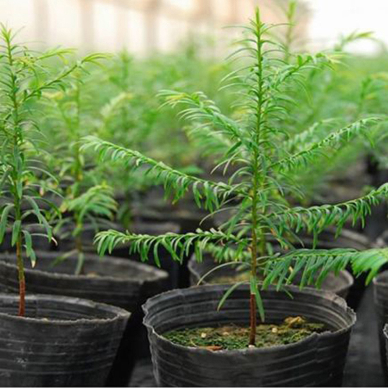 30Pcs PE Plastic Nursery Bags with Breathable Hole Thicken Permeable Growing  EI