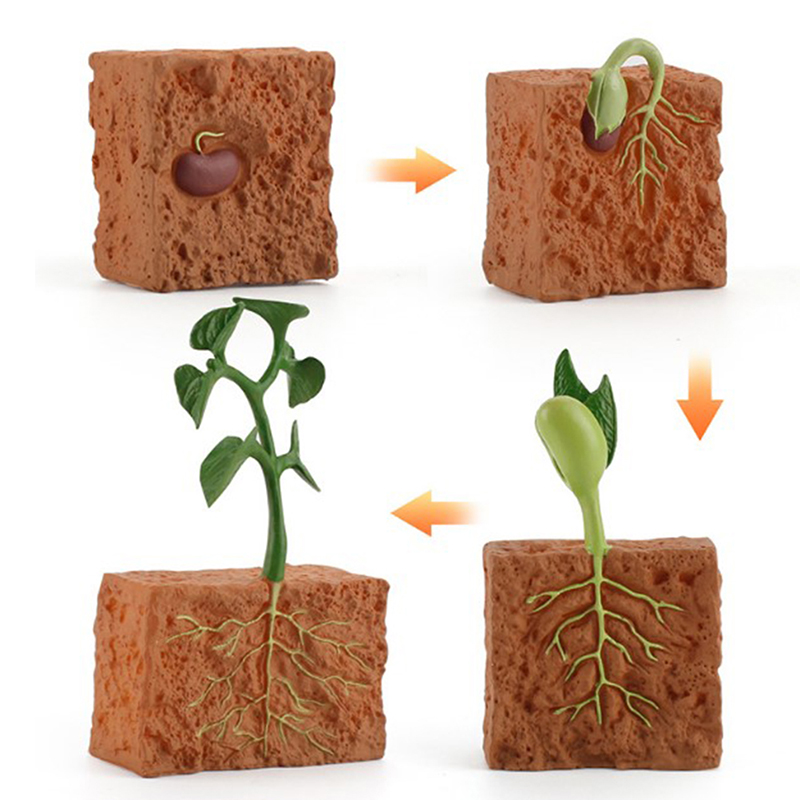 KIDS PLANT SEEDS Growth Life Cycle Playset Cognitive Toys Teaching A-wf ...