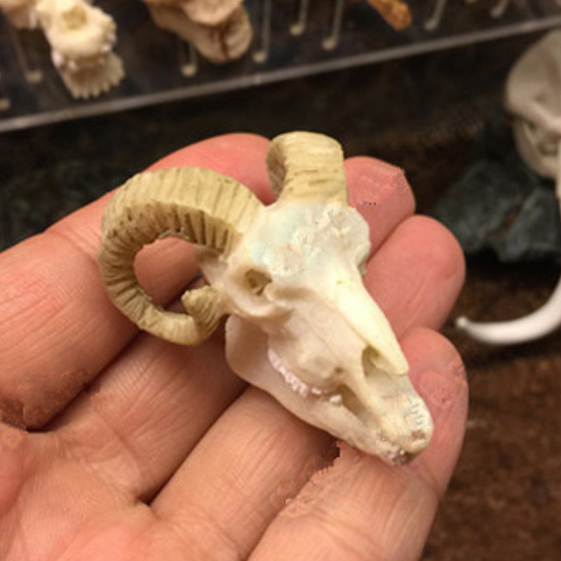 1 pz teschio di rinoceronte pecora acquario acquario acquario acquario acquario acquario vasca ornamento terrario decorazione M p